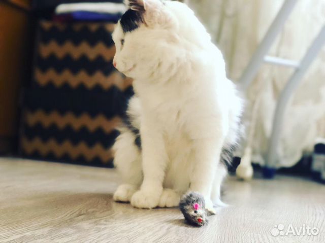 Сестрички - невелички ждут Вас