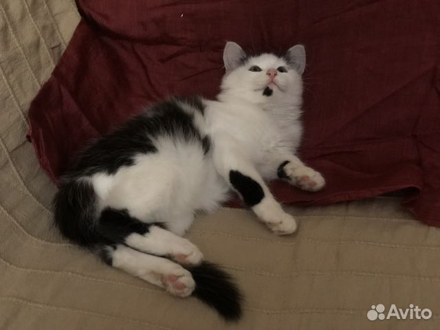 Сестрички - невелички ждут Вас