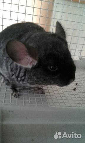 Два брата-шиншиллята