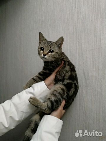 Помесь мраморгого шотландца