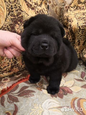 Чау-чау и смуф, девочки 1.5.мес