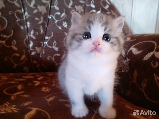 Кукольная девочка