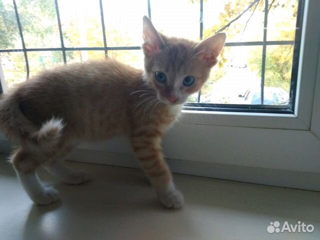 Котёнок, мальчик, кремового цвета, 1,5-2 месяца, у