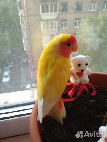 Неразлучники с клеткой