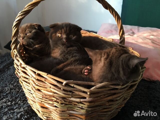 Шотландская шоколадная с оттенком циннамон