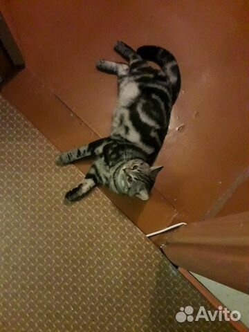 Кот Тимка отдам бесплатно. В связи с алергией