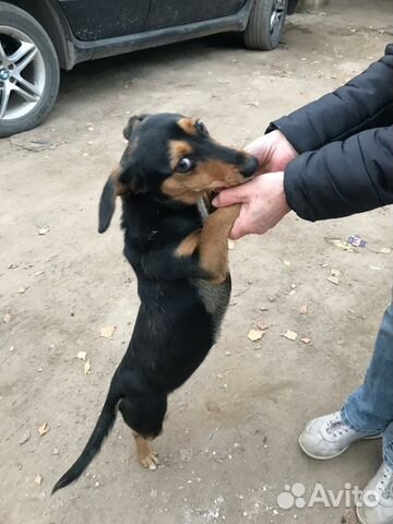 Молоденькая Чапа, метис таксы, в добрые руки
