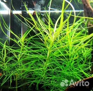 Погостемон октопус