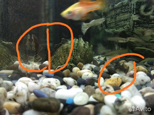 Рыбки сомики анцистры
