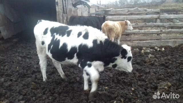 Телочки и бычок