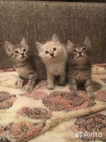 Котята
