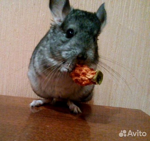 Продам шиншиллёнка
