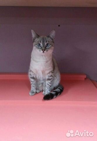 Продаю тайских котят