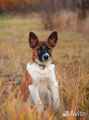 Портос, Девятый, Японец и Бармалей ищут дом