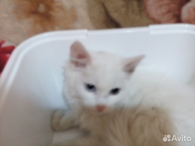 Кошечка и котик