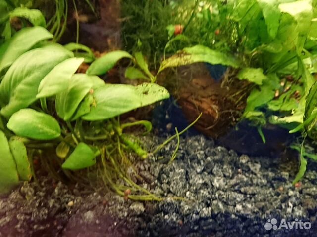 Габро диабаз 20кг