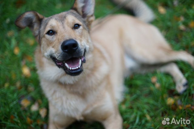 Молодой кобель Дик собака в добрые руки