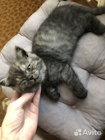 Кот британец