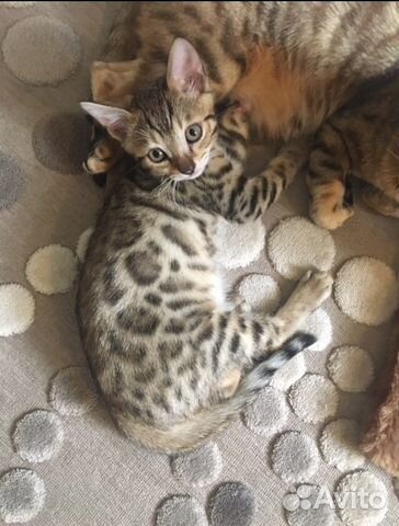 Бенгальская кошечка