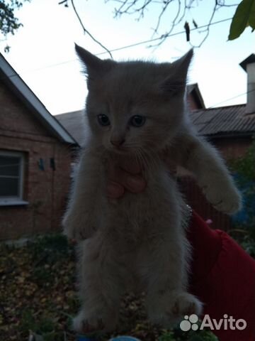 Отдам котят