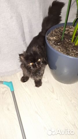 Найдена персидская кошка