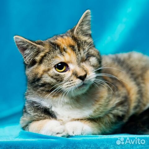 Особенный котёнок в дар