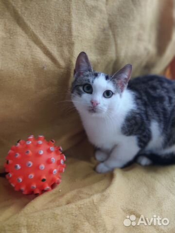 Классный котенок Пончик