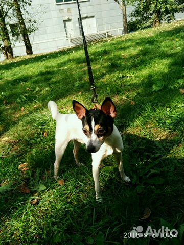 Кобель той-фокстерьера