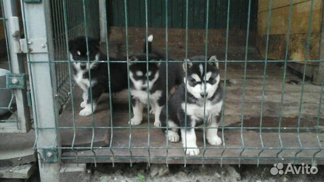 Щенки Сибирской Хаски