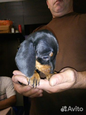 Таксята ищут добрые и заботливые руки