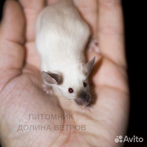 Сиамские и гималайские декоративные мыши