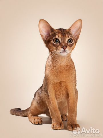 Солнечный абиссинчик