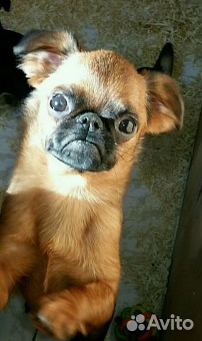 Мини-брабик Фантик