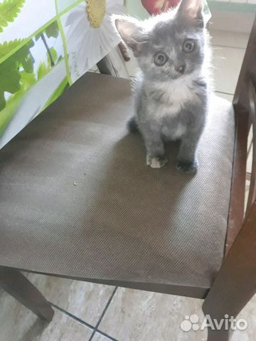 Отдадим кошечку в хорошие руки