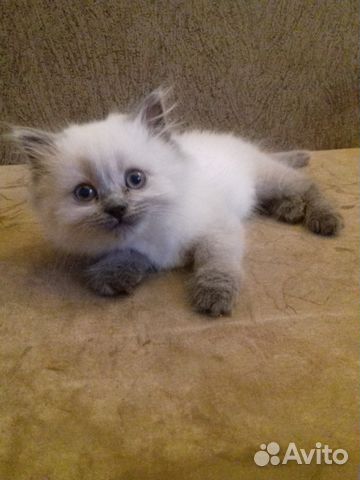 Балинизийский котенок,девочка