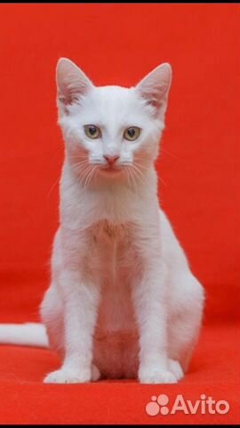 Снежка ищет дом