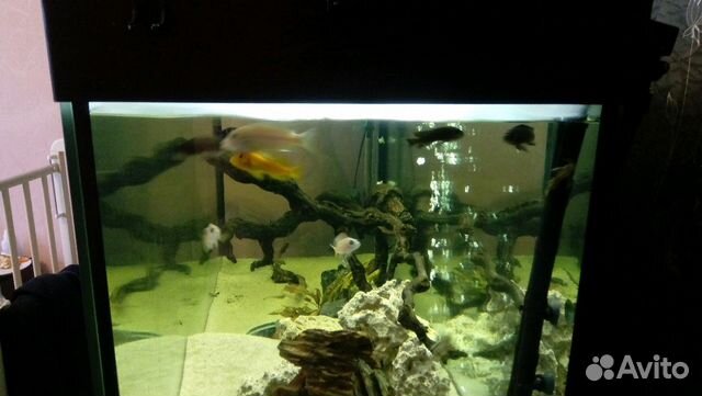 Рыбки цихлиды озера Малави