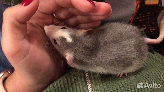 Крысёнок домашний