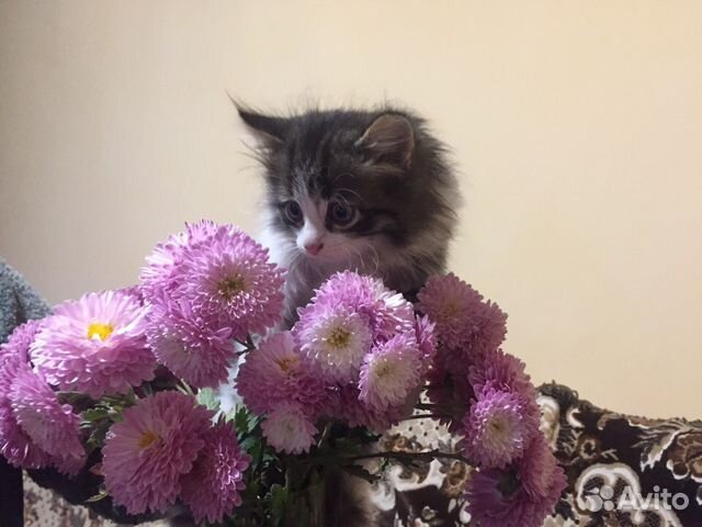 Кошечка