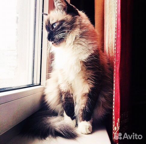 Отдам кошку в добрые руки