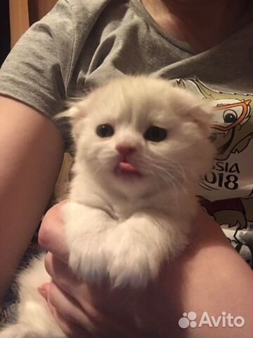 Котёнок-девочка