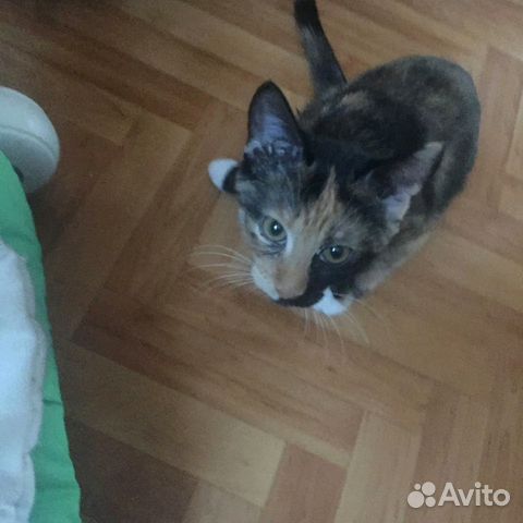 Домашняя Маруся 3,5 мес, в добрые руки