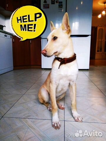 Бежевый красавец Макс в дар