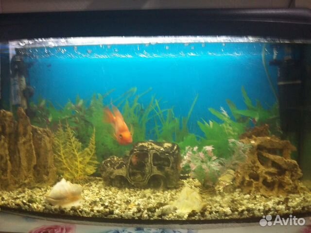 Продажа аквариума
