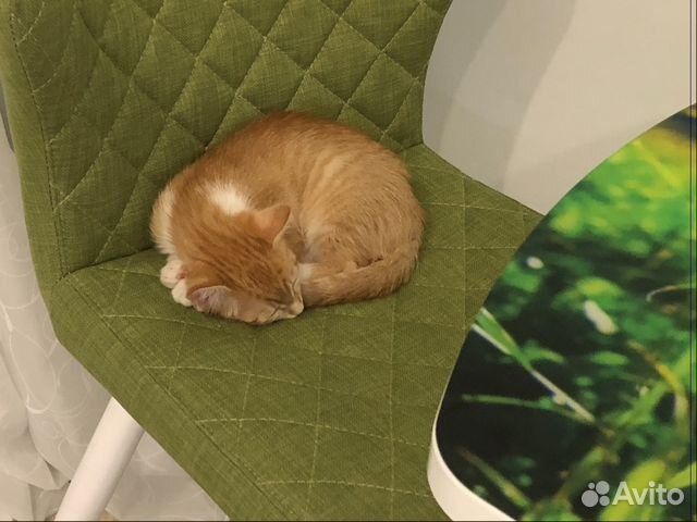 Отдаю в добрые руки рыжего котёнка-мальчика