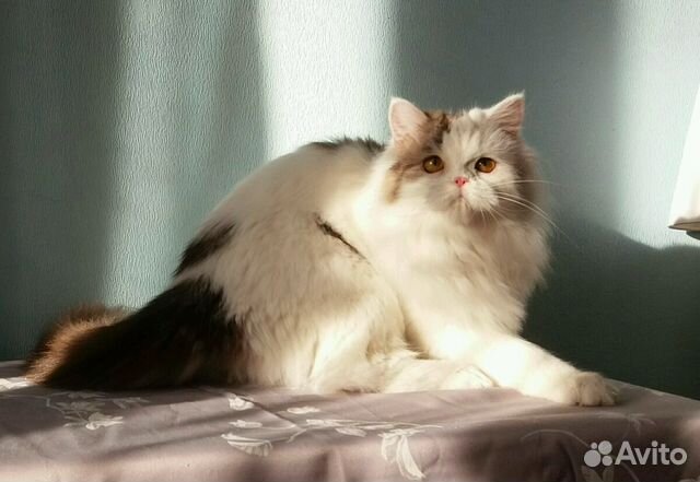 Подрощенный котик хайленд страйт