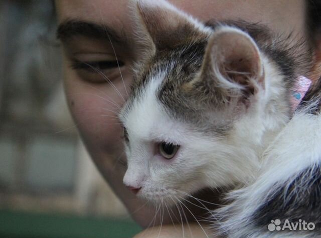 Самый няшный котенок мальчик Гром для Вас