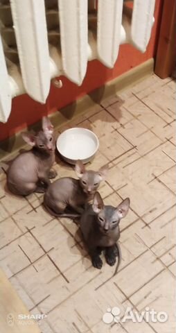 Котята донского сфинкса