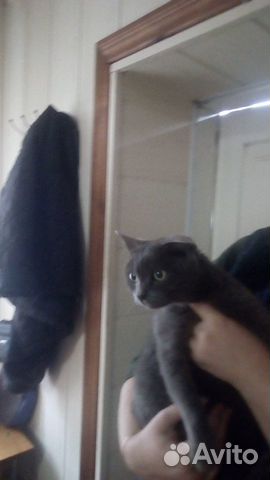 Взрослая кошка