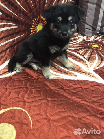 Отдам даром щеночка